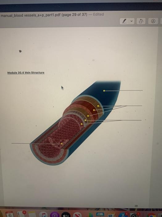 Solved lab manual blood vessels a+p_parti.po Module 27.2 | Chegg.com