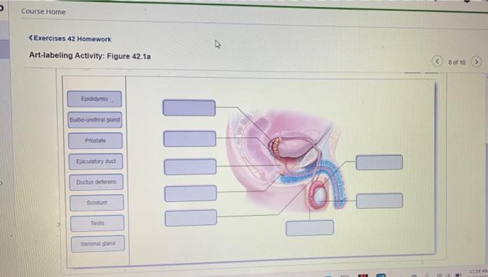 Solved Art-labeling Activity: Figure 42.1a | Chegg.com