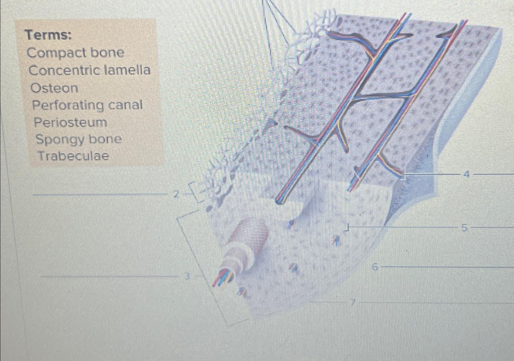 Solved Terms:Compact bone oncentric lamella steon | Chegg.com
