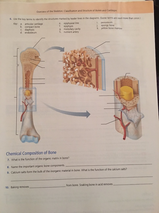 Solved Classification Of Bones 2 The Four Major Anatomical Chegg solved-classification-of-bones-2-the-four-major-anatomical-chegg