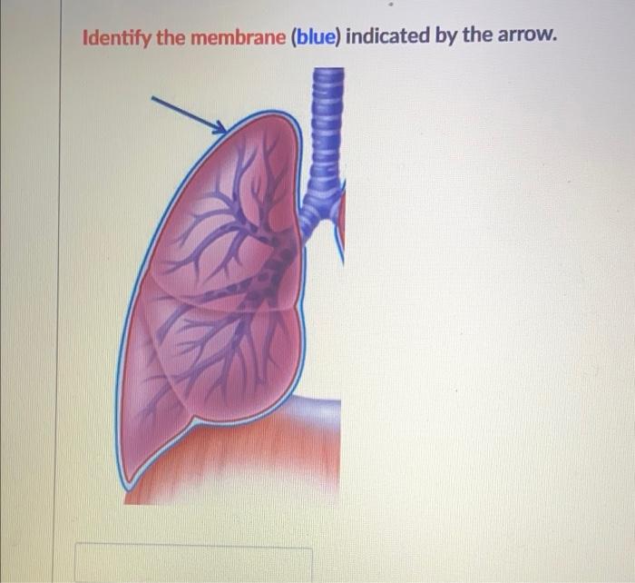 Solved Identify the membrane (blue) indicated by the arrow. | Chegg.com