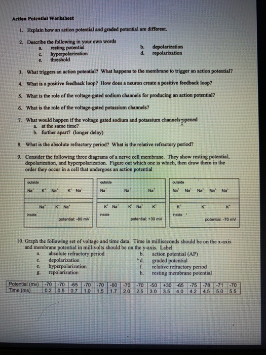 Solved Action Potential Work 1. Explain how an action | Chegg.com