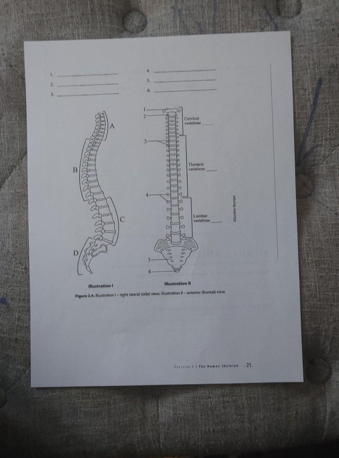 Solved ACTIVITY 4: THE HUMAN PELVIS Compare the shape of | Chegg.com