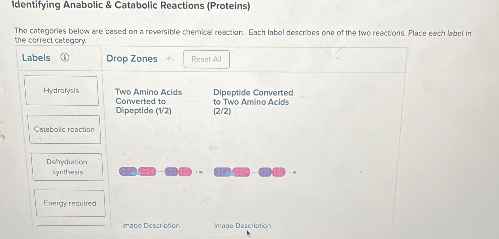 Solved Identifying Anabolic & Catabolic Reactions | Chegg.com