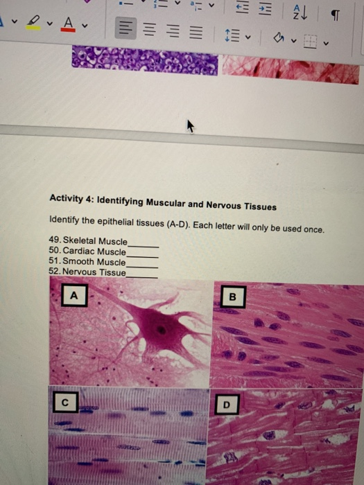Solved A Activity 4: Identifying Muscular and Nervous | Chegg.com
