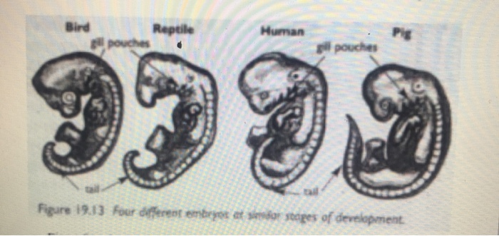 Solved man Figure 1913 four different embryo at o r stages | Chegg.com