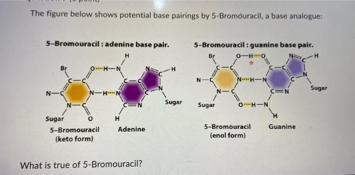 Solved The figure below shows potential base pairings by 5 | Chegg.com