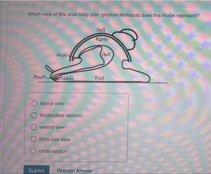 Solved Which view of this snail body plan (phylum Mollusca) | Chegg.com