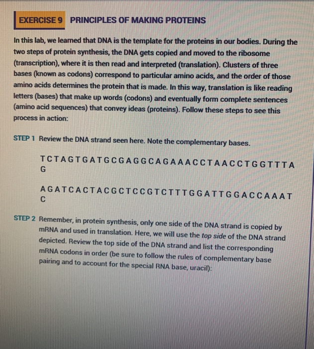 Solved EXERCISE 9 PRINCIPLES OF MAKING PROTEINS In this lab, | Chegg.com