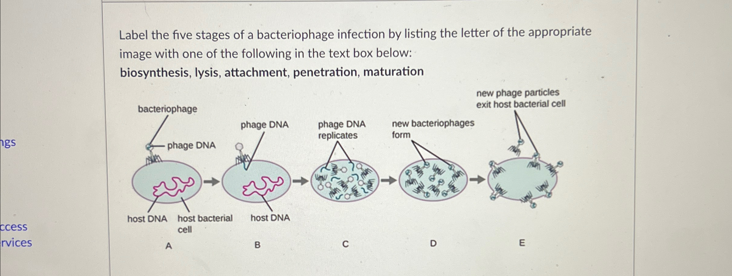 Solved Label The Five Stages Of A Bacteriophage Infection By 