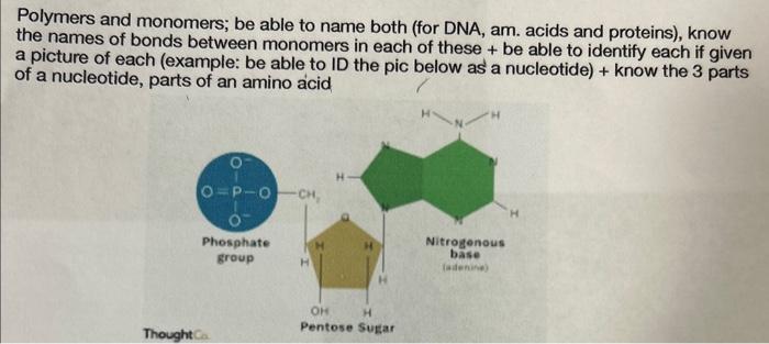 Solved Polymers and monomers; be able to name both (for DNA, | Chegg.com