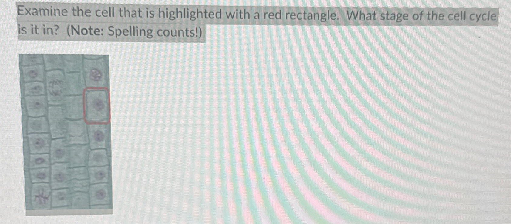 Solved Examine the cell that is highlighted with a red | Chegg.com