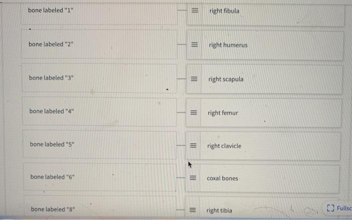 Solved Lab Report 8: Skeletal System - Appendicular Skeleton | Chegg.com