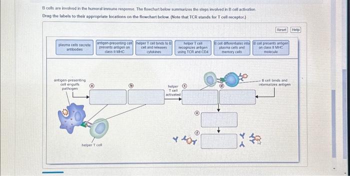 Solved B cells are involved in the humoral immune response. | Chegg.com