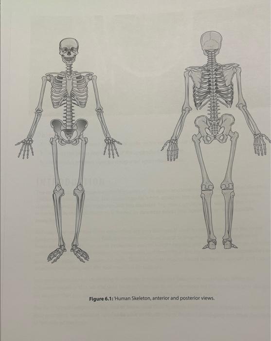 Solved Exercise 1: Terminology Identify the correct bone(s) | Chegg.com