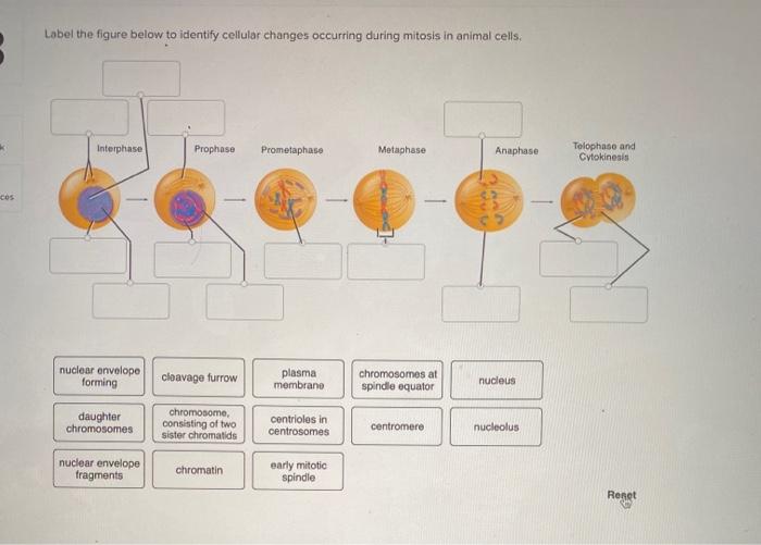 Solved: Label The Figure Below To Identify Cellular Change... | Chegg.com