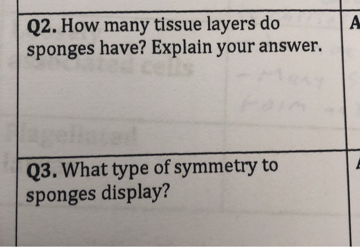 Solved Q2. How many tissue layers do sponges have? Explain | Chegg.com