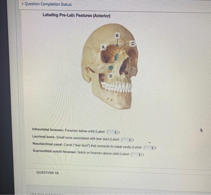 Solved QUESTION 7 Labeling Pre-Lab: Features of Cranial | Chegg.com
