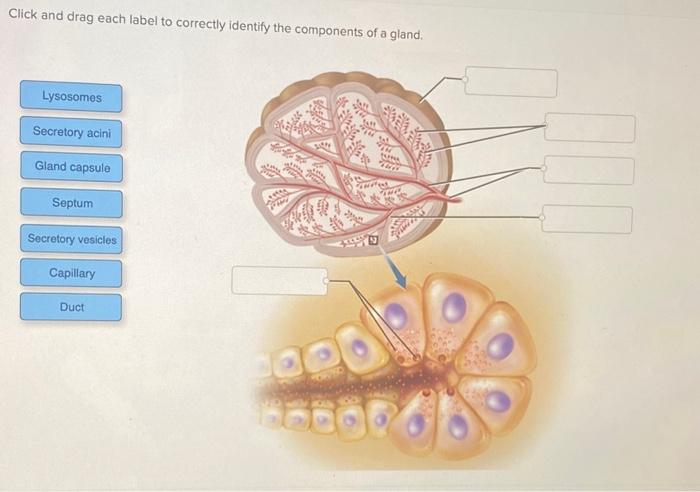 Solved Click and drag each label to correctly identify the | Chegg.com