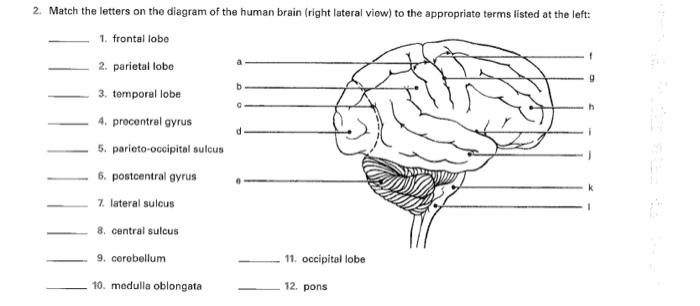 Solved 2. Match the letters on the diagram of the human | Chegg.com