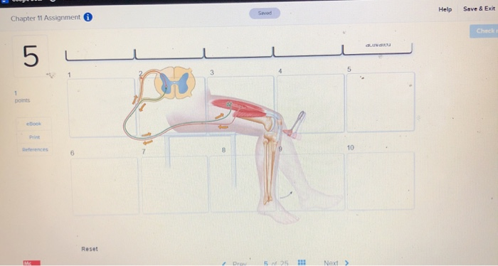 Solved The patellar reflex is an example of a stretch | Chegg.com