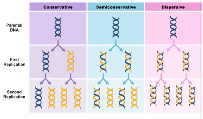 Solved in meselson and stahl experiment, the experiment used | Chegg.com