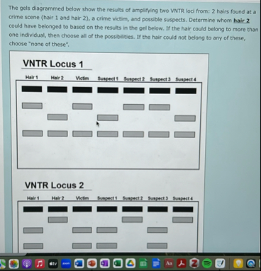 Solved The gels diagrammed below show the results of | Chegg.com