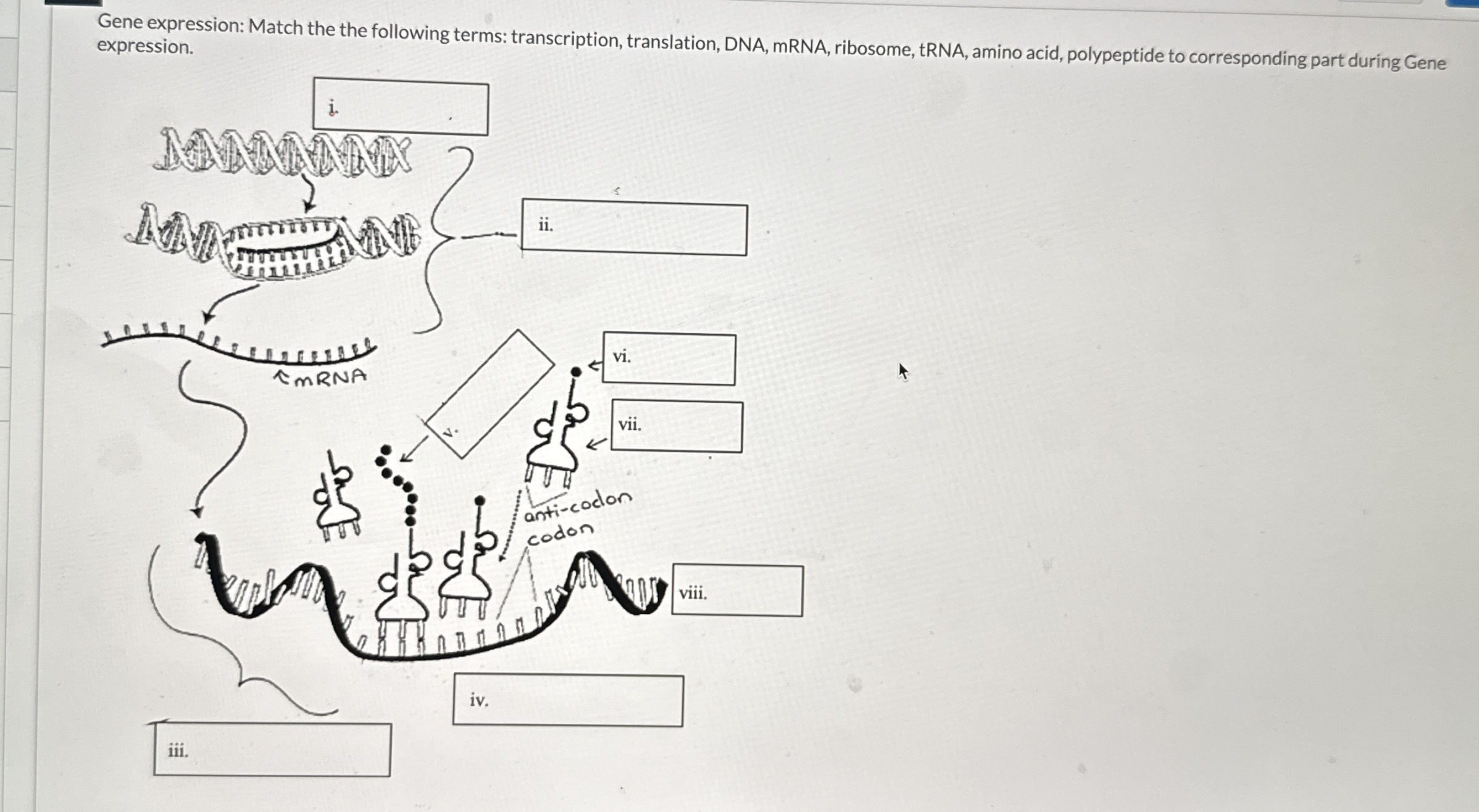 Solved Gene expression: Match the the following terms: | Chegg.com