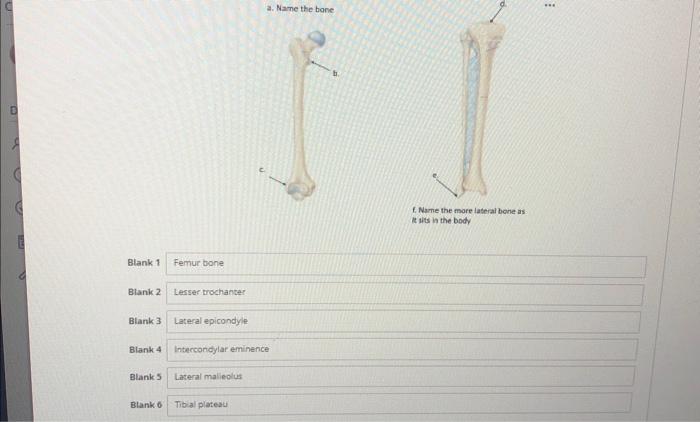Solved a. Name the bone 8 xb c. f Name the more lateral bone | Chegg.com