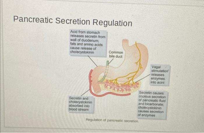 Solved Pancreatic Secretion Regulation | Chegg.com