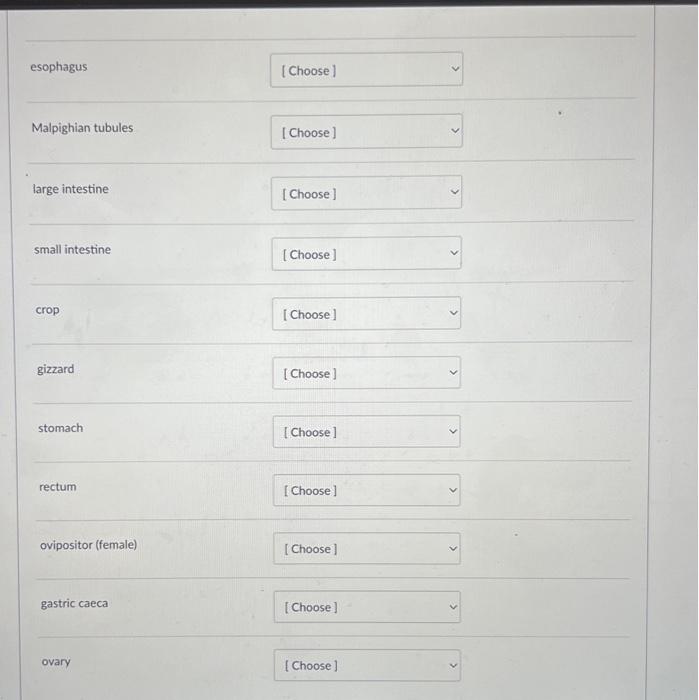 Solved Arthropoda Pancrustacea Insecta Romalea microptera | Chegg.com