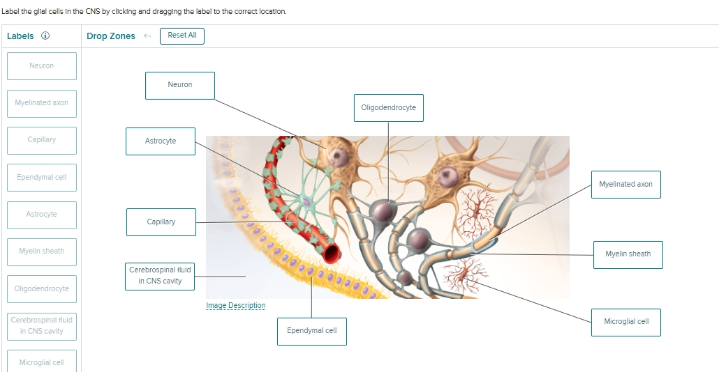 Solved Label the glial cells In the CNS by clicking and | Chegg.com