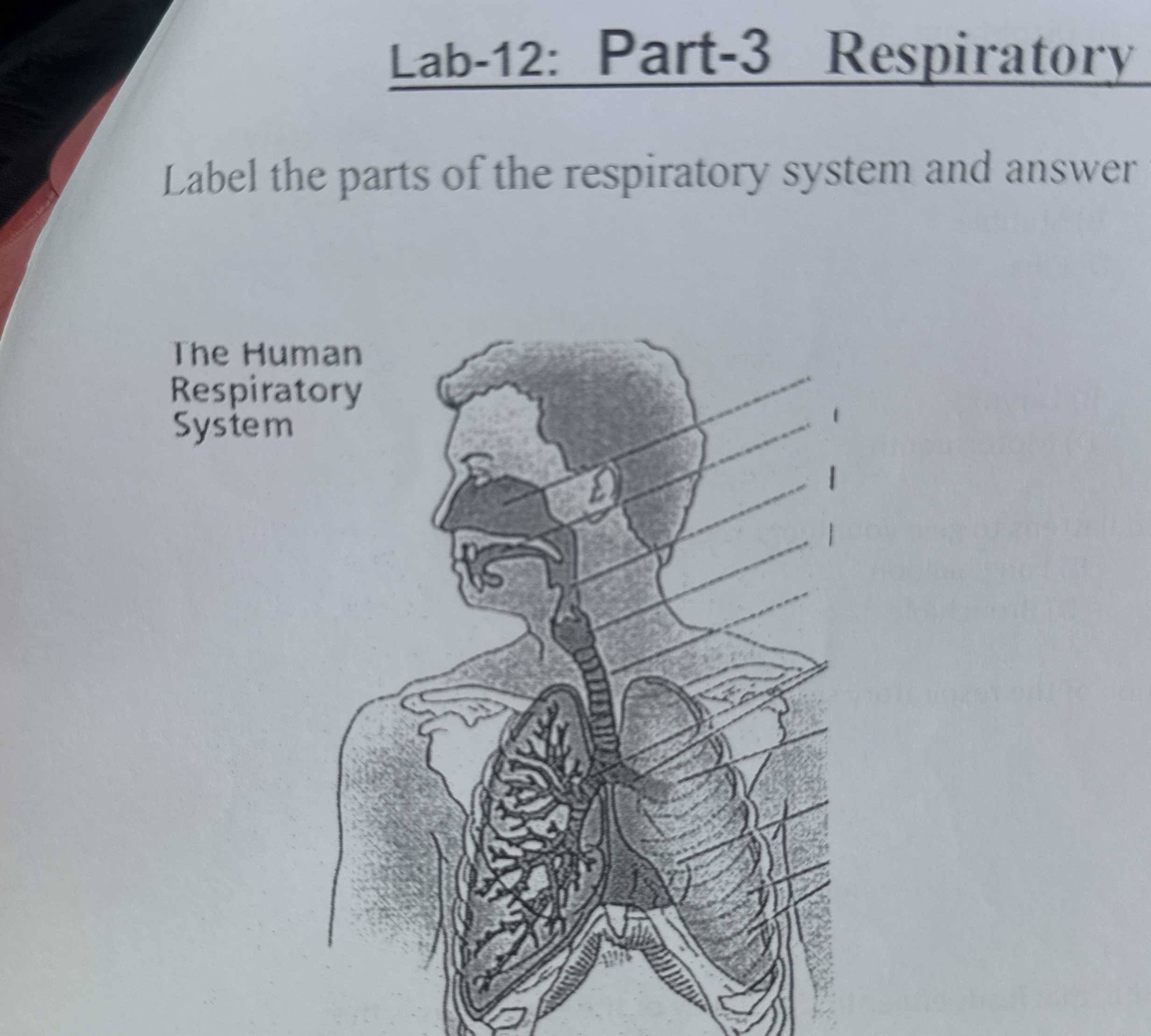 Solved Lab-12: Part-3 ﻿RespiratoryLabel the parts of the | Chegg.com