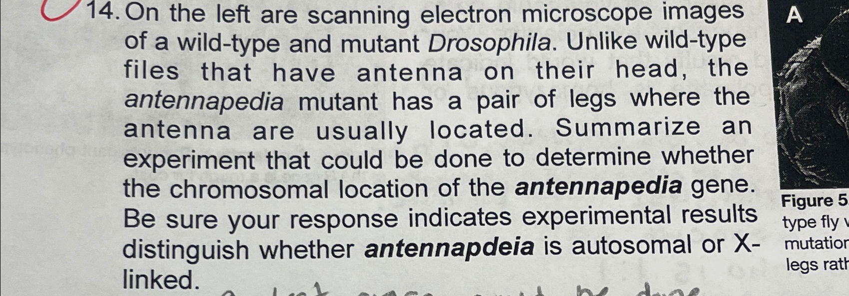 Solved On the left are scanning electron microscope images | Chegg.com