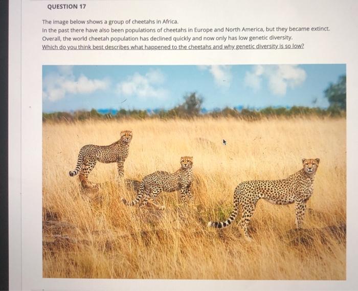 Solved QUESTION 17 The image below shows a group of cheetahs | Chegg.com