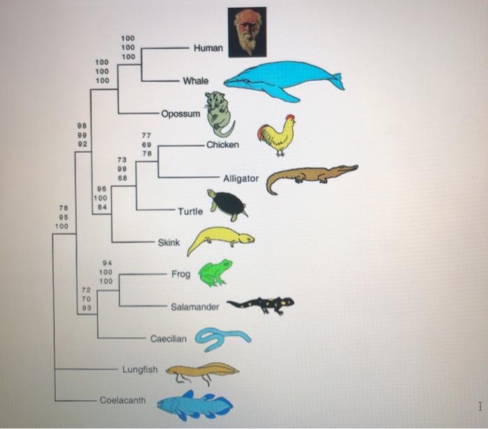 Solved 29. Humans and whales are closely related mammals but | Chegg.com