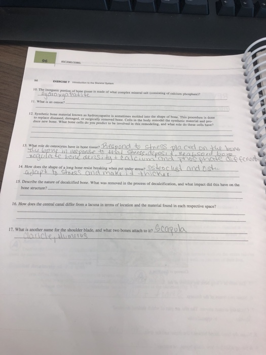 Solved REVIEW SECTION Introduction to the Skeletal System | Chegg.com