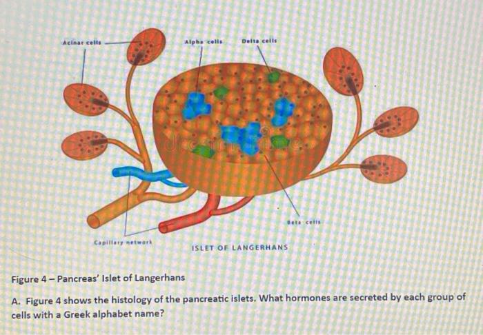 Solved Acinar celts Alpha colis Dette colle Beta celts | Chegg.com