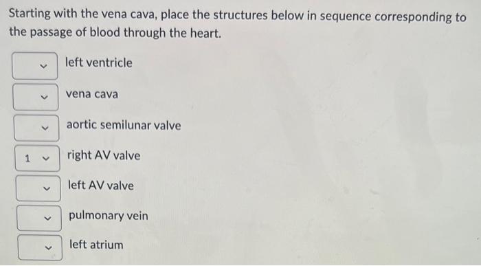 Solved Starting with the vena cava, place the structures | Chegg.com