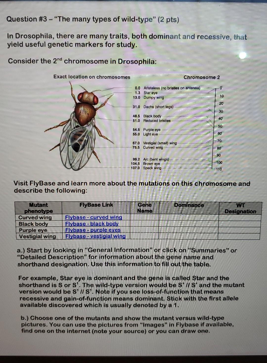 Question #3 - "The many types of wild-type" (2 pts) | Chegg.com