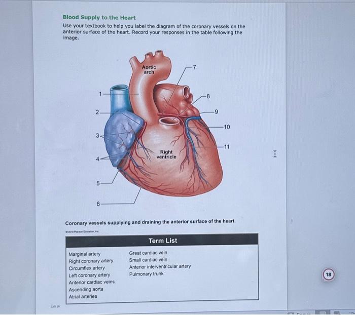 Solved Blood Supply to the Heart Use your textbook to help | Chegg.com