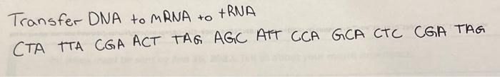 Solved Transfer DNA to MRNA +RNA to CTA TTA CGA ACT TAG AGC | Chegg.com
