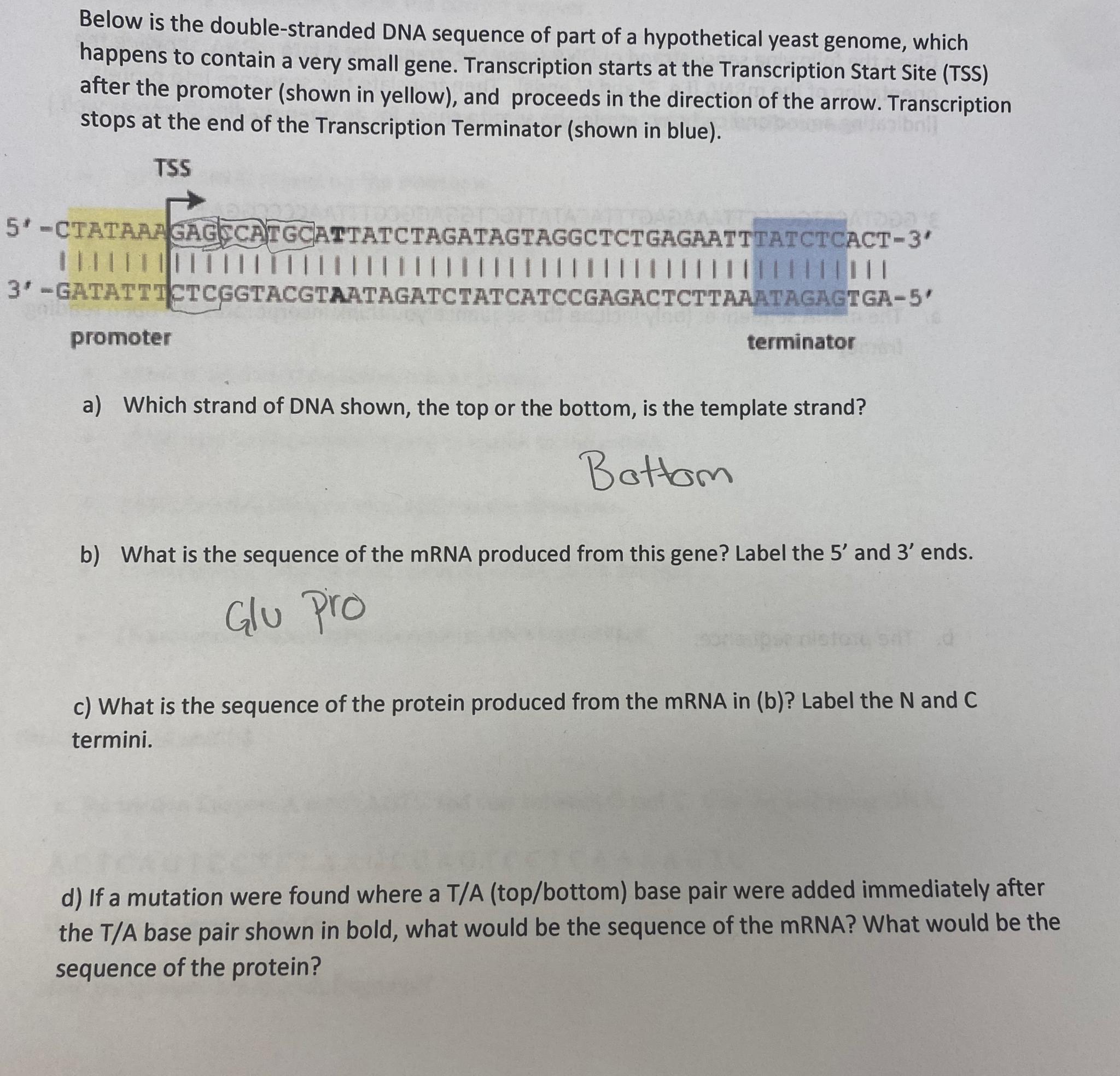 Solved Below is the double-stranded DNA sequence of part of | Chegg.com