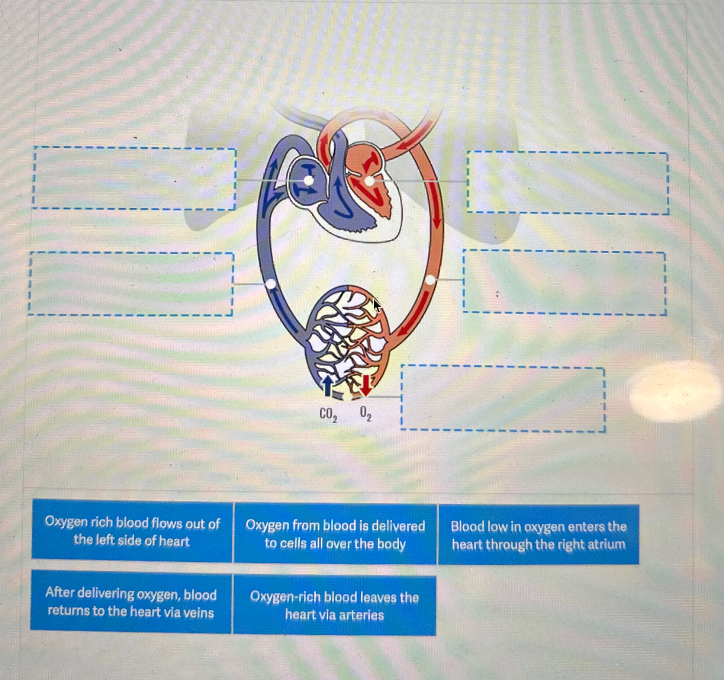 Solved Oxygen rich blood flows out ofOxygen from blood is | Chegg.com