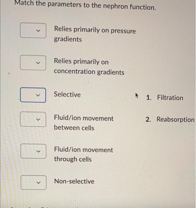 Solved Match the parameters to the nephron function. Relies | Chegg.com
