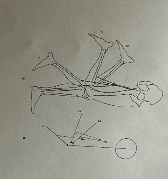 Solved refer to this picture1) In which position does the | Chegg.com