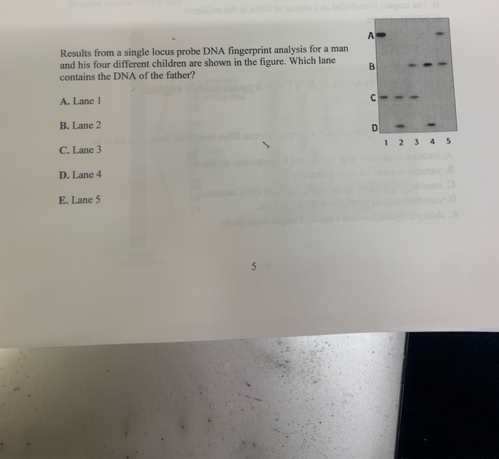 Solved A Results from a single locus probe DNA fingerprint | Chegg.com