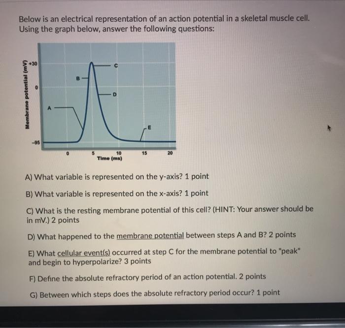 Solved Below is an electrical representation of an action | Chegg.com