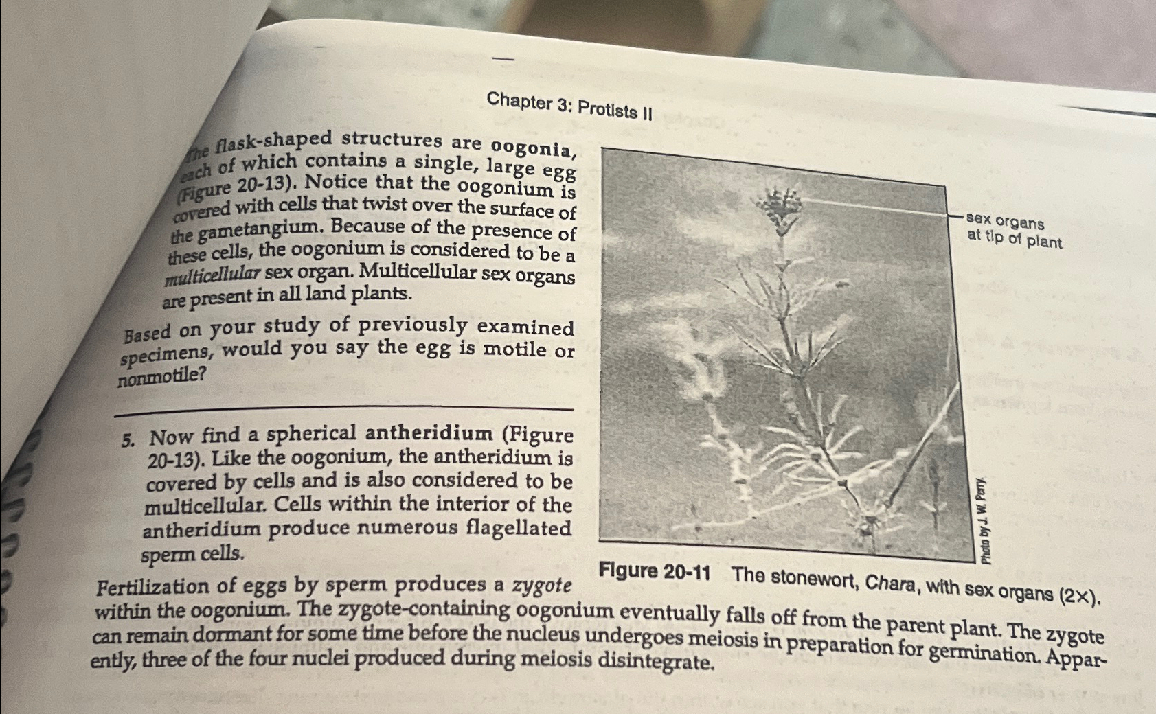 Solved Chapter 3: Protists IIhe flask-shaped structures are | Chegg.com