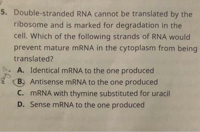 Solved 5. Double-stranded RNA cannot be translated by the | Chegg.com